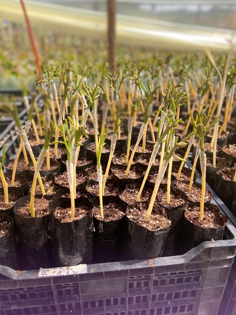 ¿Qué es un Palto Clonal? – Palto Clonal Chile